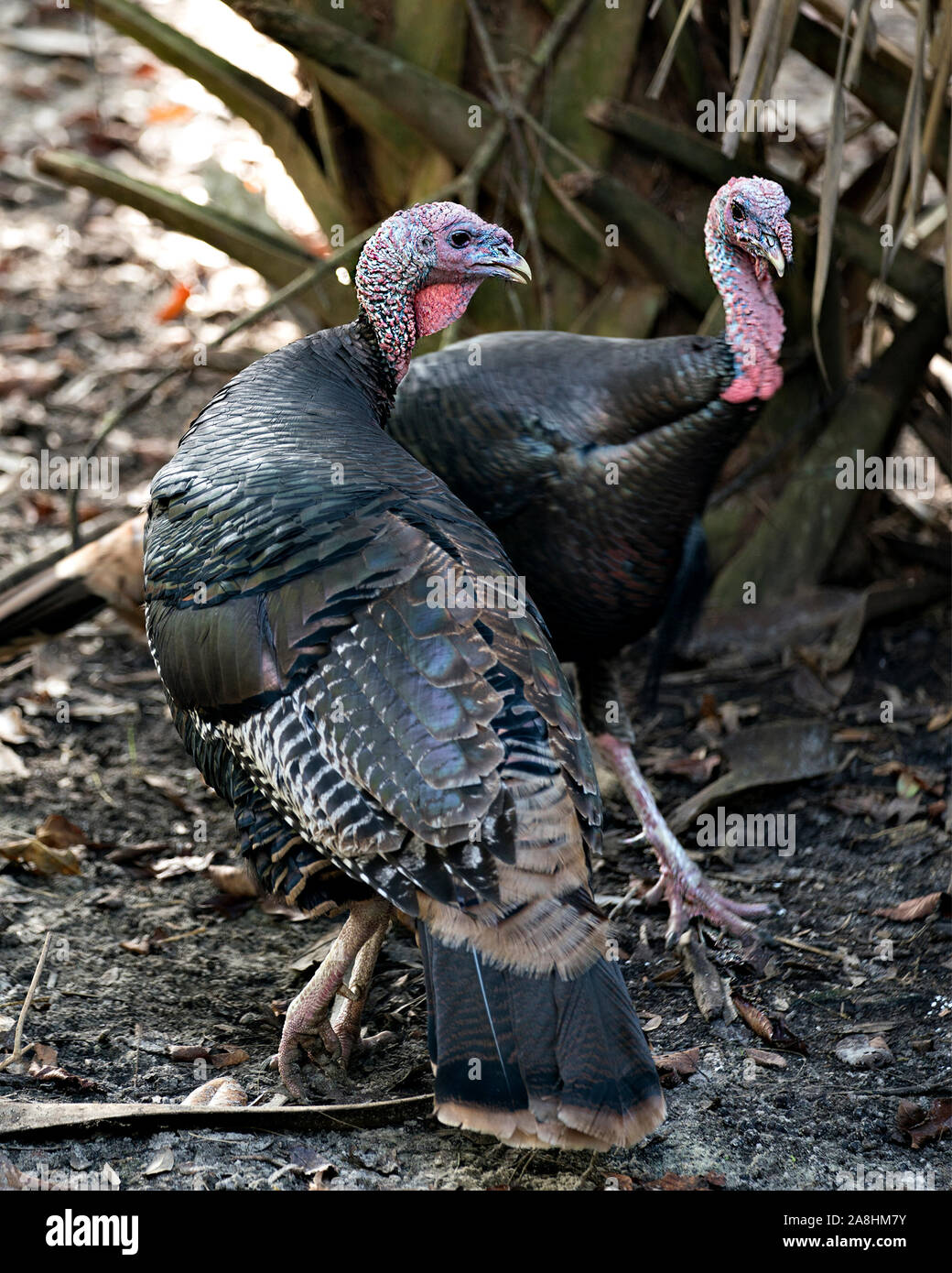Wild turkey couple enjoying its environment and surrounding exposing ...