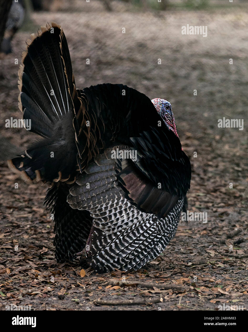 Turkey tail fan hi-res stock photography and images - Alamy