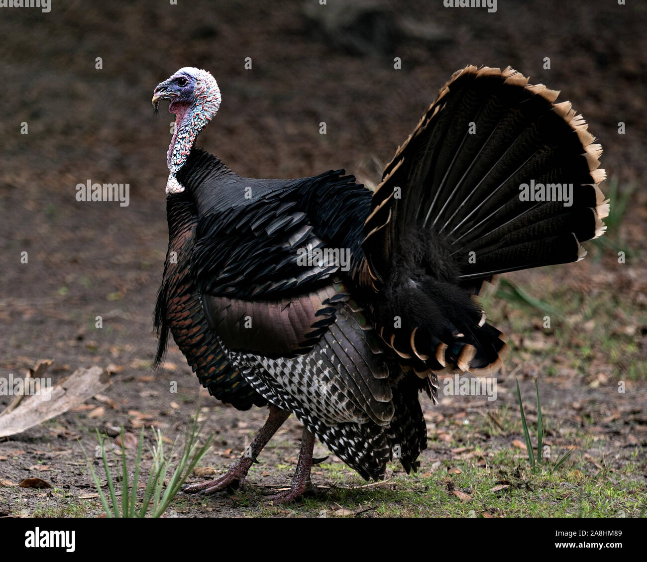 Turkey tail fan hi-res stock photography and images - Alamy