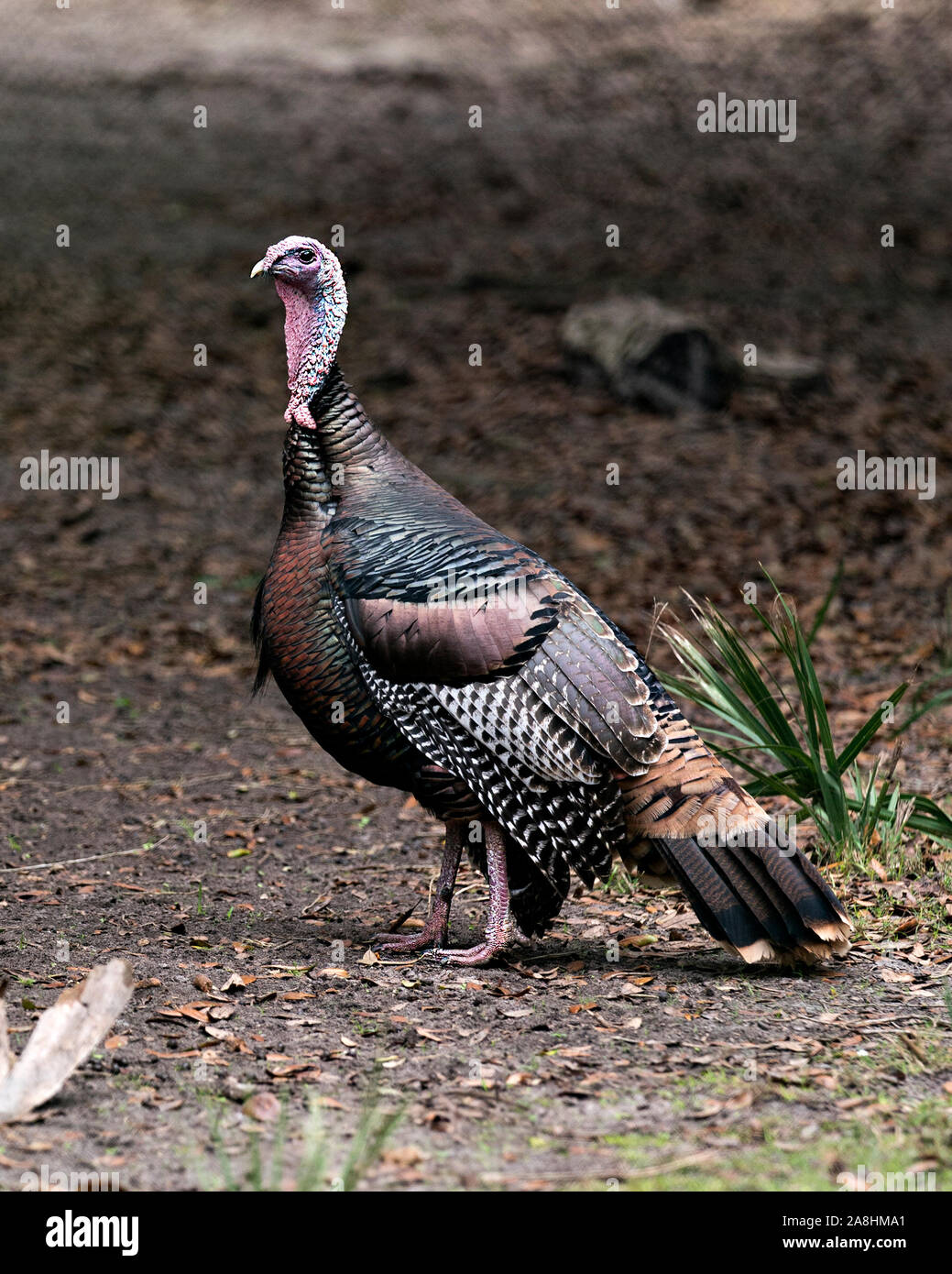 Wild turkey enjoying its environment and surrounding exposing its body ...
