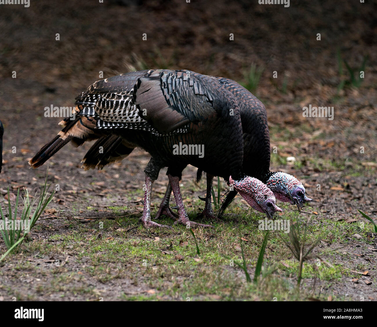 Wild turkey couple enjoying its environment and surrounding exposing ...