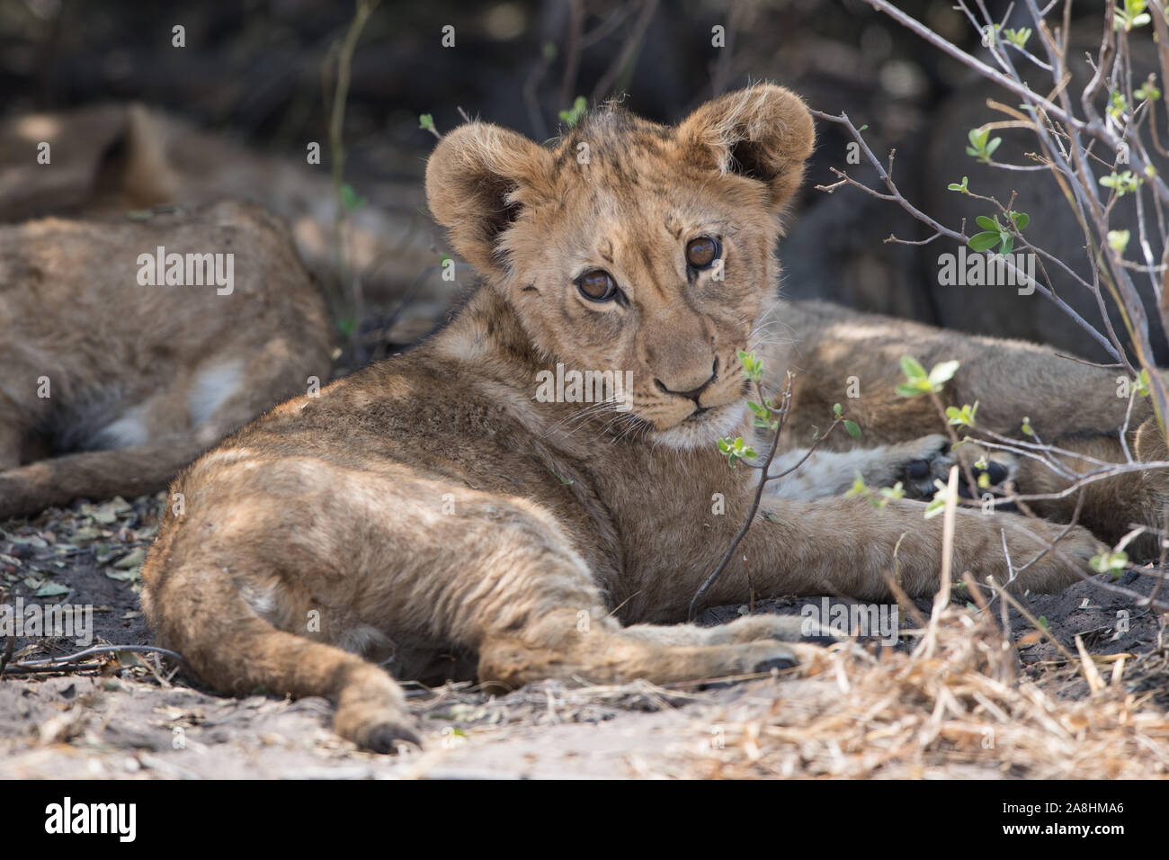 Lion cubs (panthera leo) relaxing under bush in Savuti, Chobe NP ...