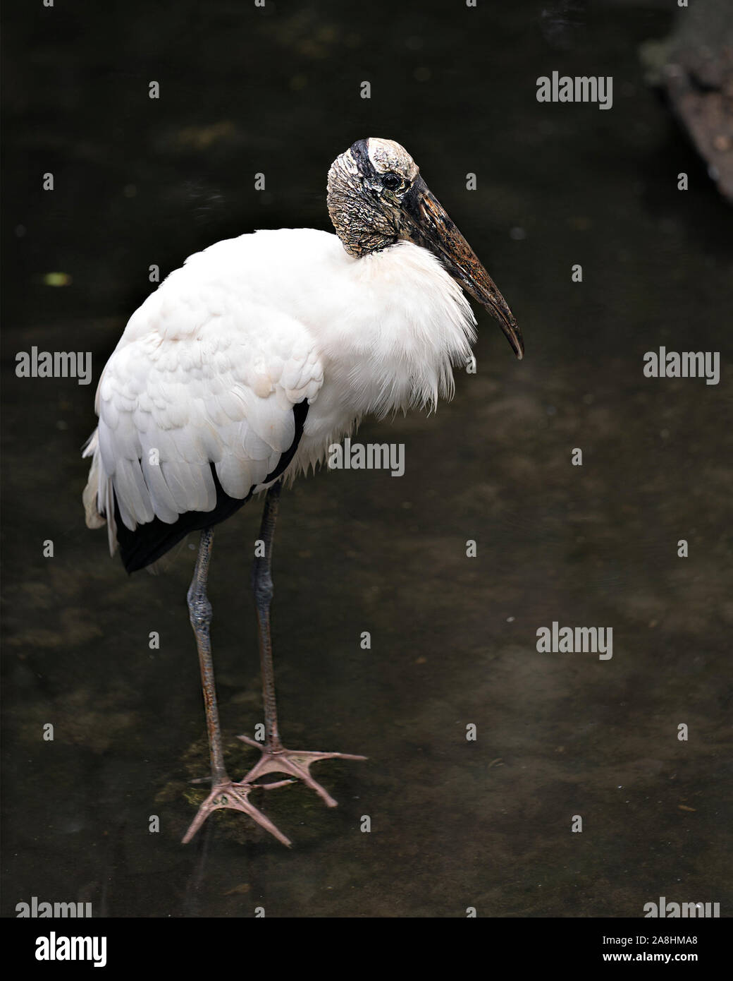 Wood stork bird in the water exposing its body, head, eye, beak, long ...