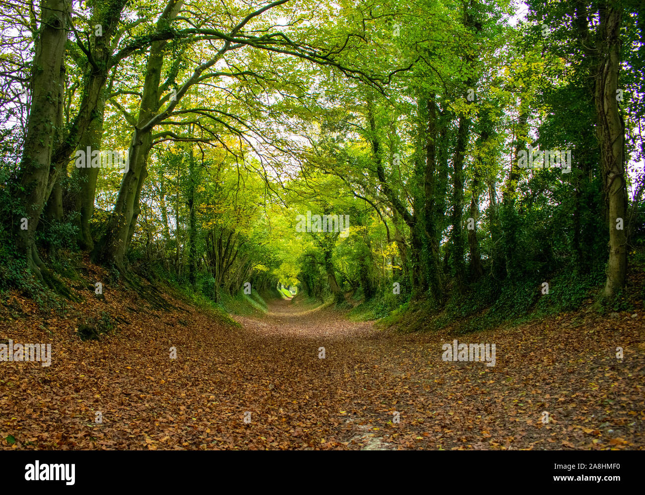 Halnaker tree tunnel hi-res stock photography and images - Alamy