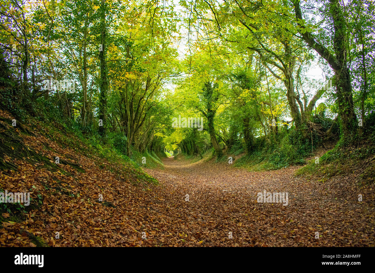 Halnaker tree tunnel hi-res stock photography and images - Alamy
