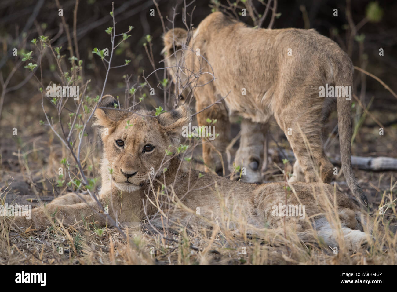 Lion cubs (panthera leo) relaxing under bush in Savuti, Chobe NP ...