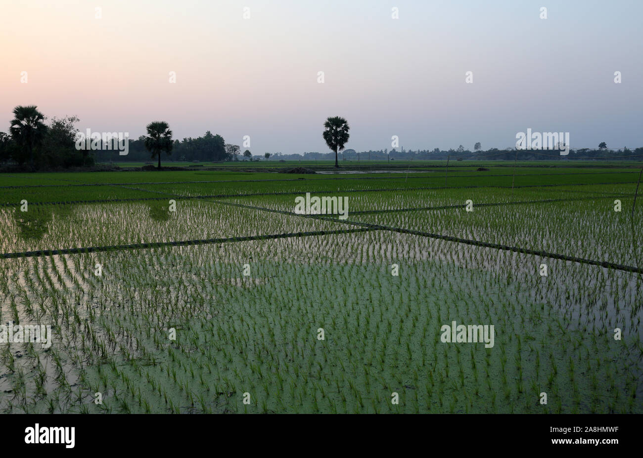 Rice paddy grass plant farming india hi-res stock photography and ...