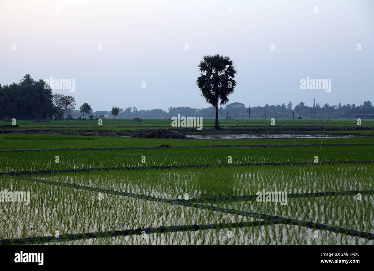 A green paddy field in West Bengal, India Stock Photo - Alamy