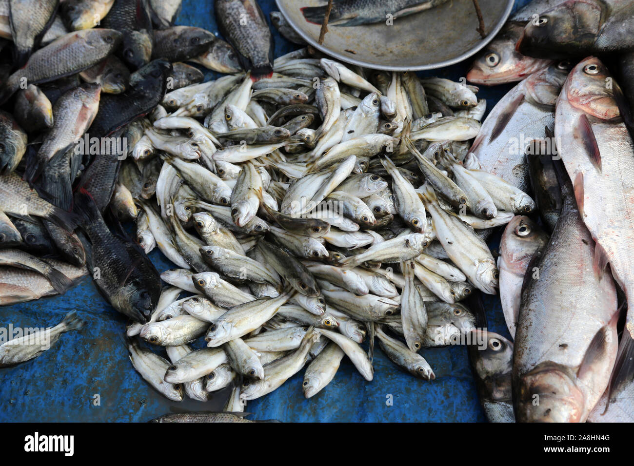 Fish market in west bengal hi-res stock photography and images - Alamy