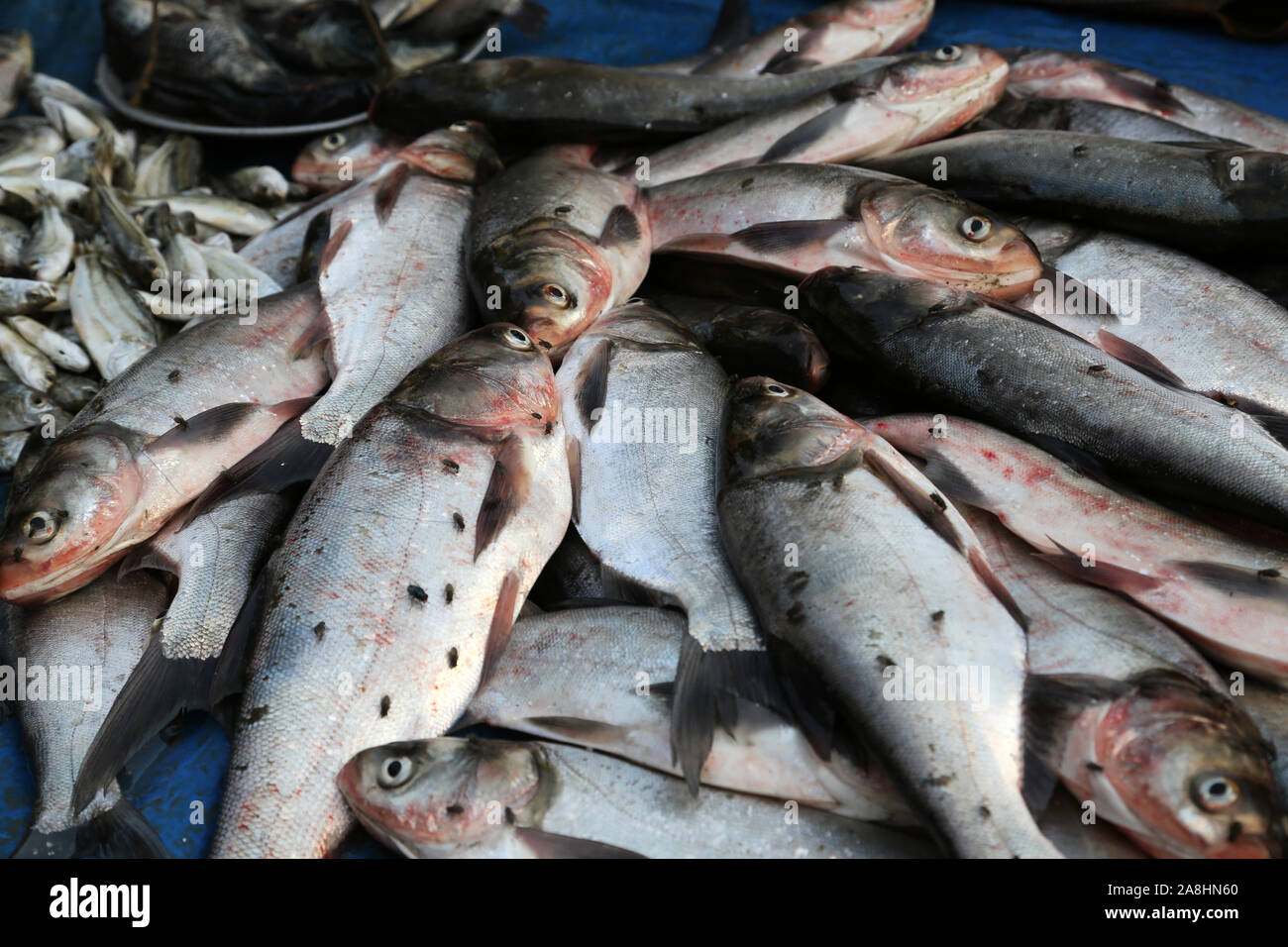 Fish market in Kumrokhali, West Bengal, India Stock Photo - Alamy