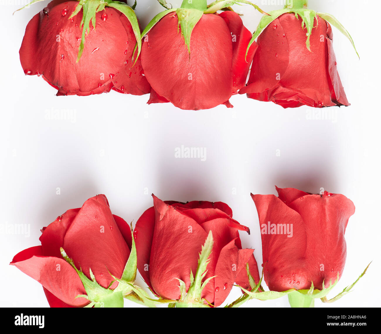 Red roses flower frame isoalted on white background Stock Photo - Alamy