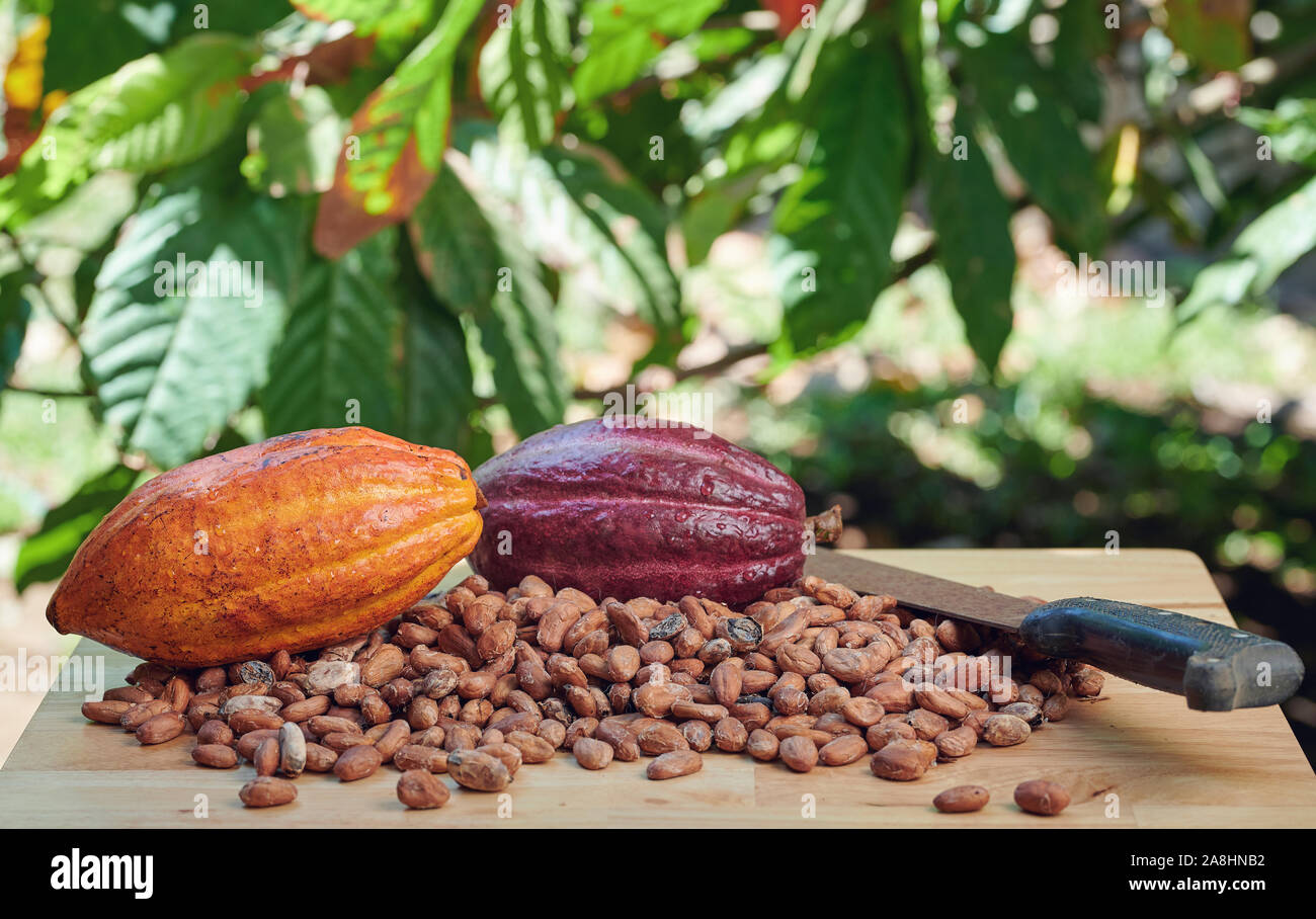 Fresh cut on cacao plantation close up view Stock Photo - Alamy