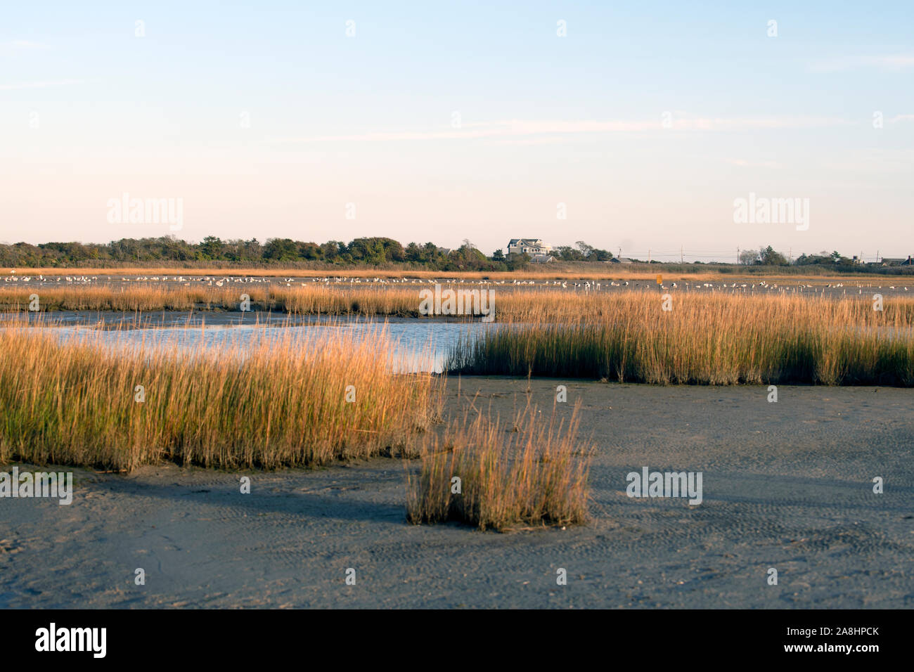Marsh pond ecosystem hi-res stock photography and images - Alamy