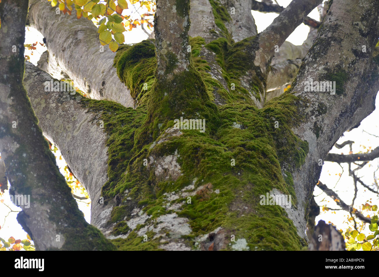 European beech (Fagus sylvatica) trees in Sierra de Urbasa-Andia ...