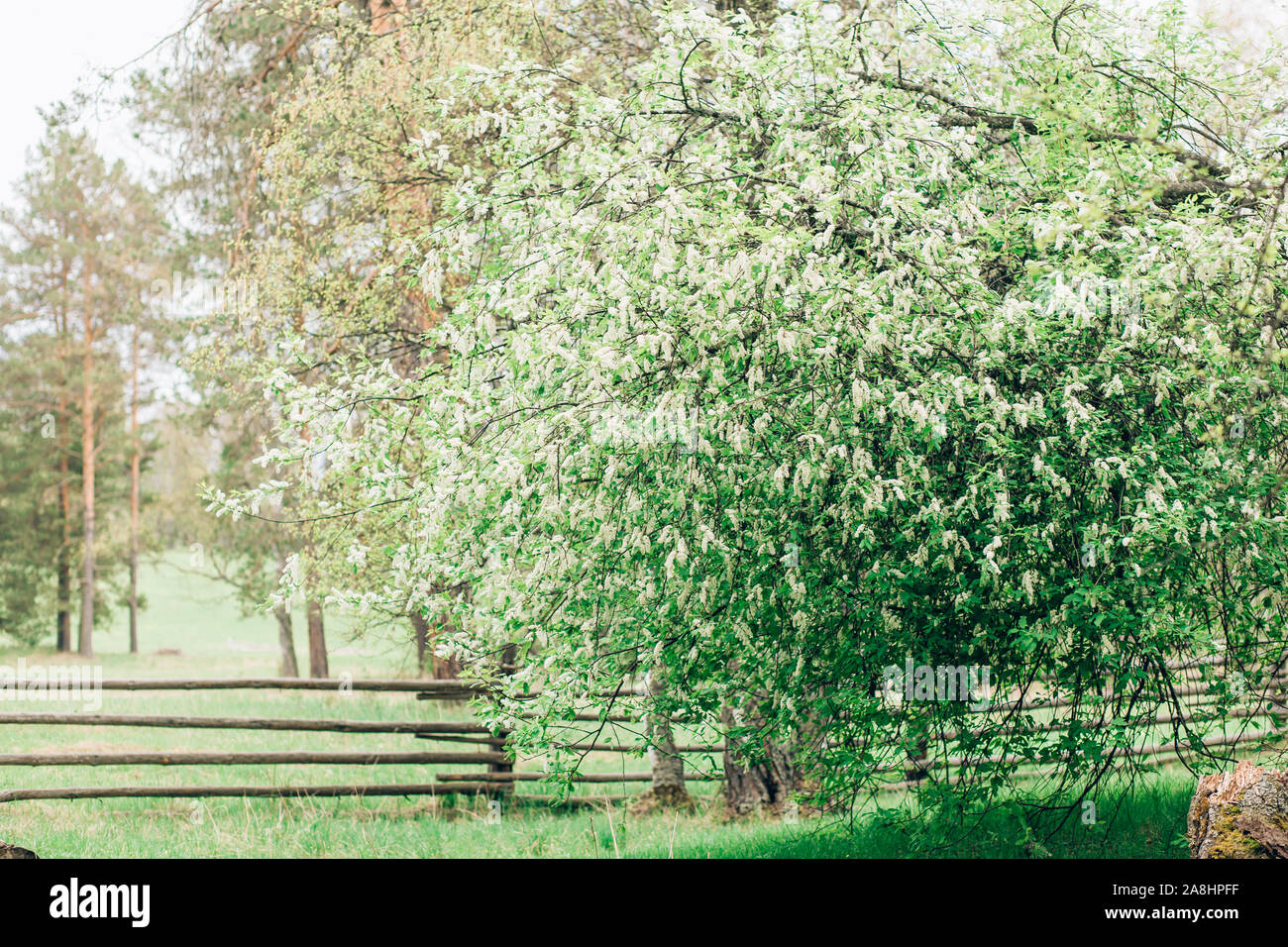 Beautiful spring nature with a large cherry tree with white flowers on ...
