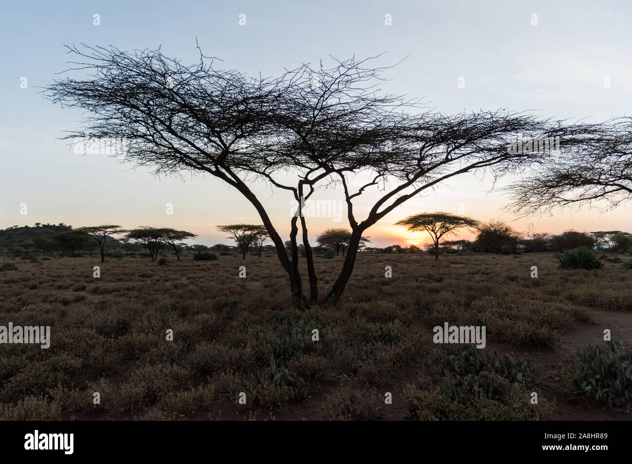 Sunset behind the umbrella trees in Baragoi, Kenya Stock Photo - Alamy