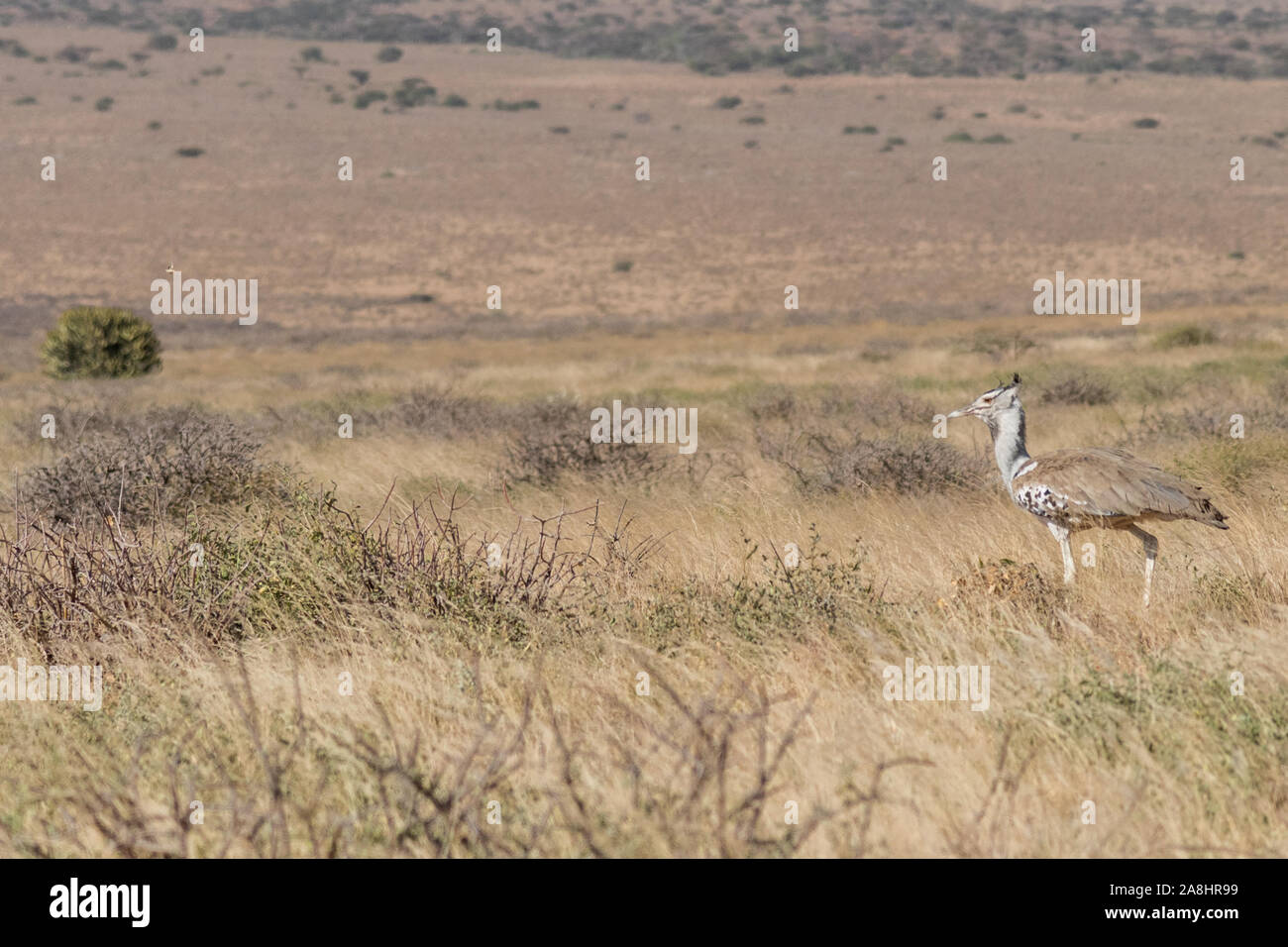 Kenya birdlife hi-res stock photography and images - Alamy