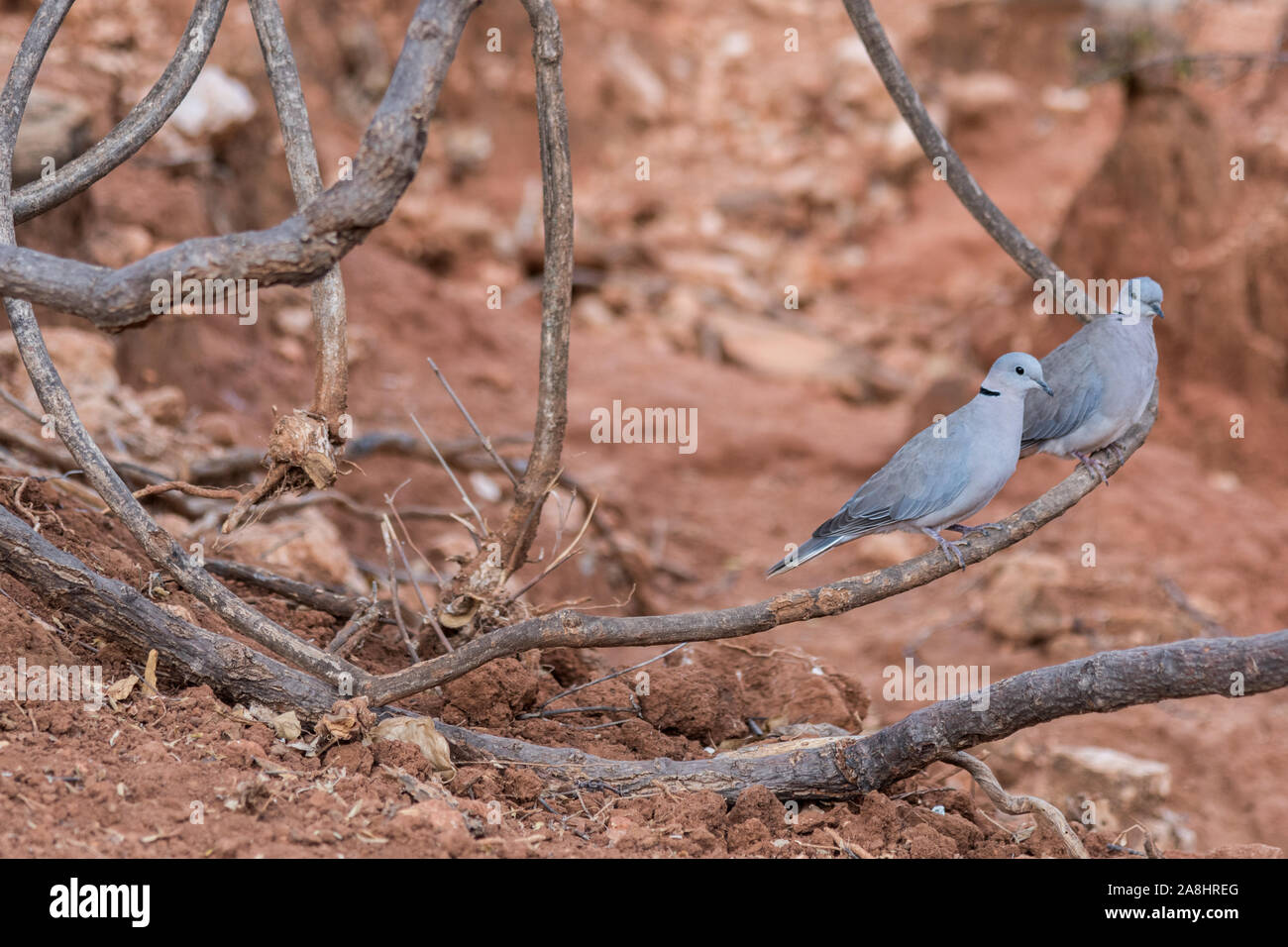 Ring-necked doves in Sererit, Kenya Stock Photo - Alamy