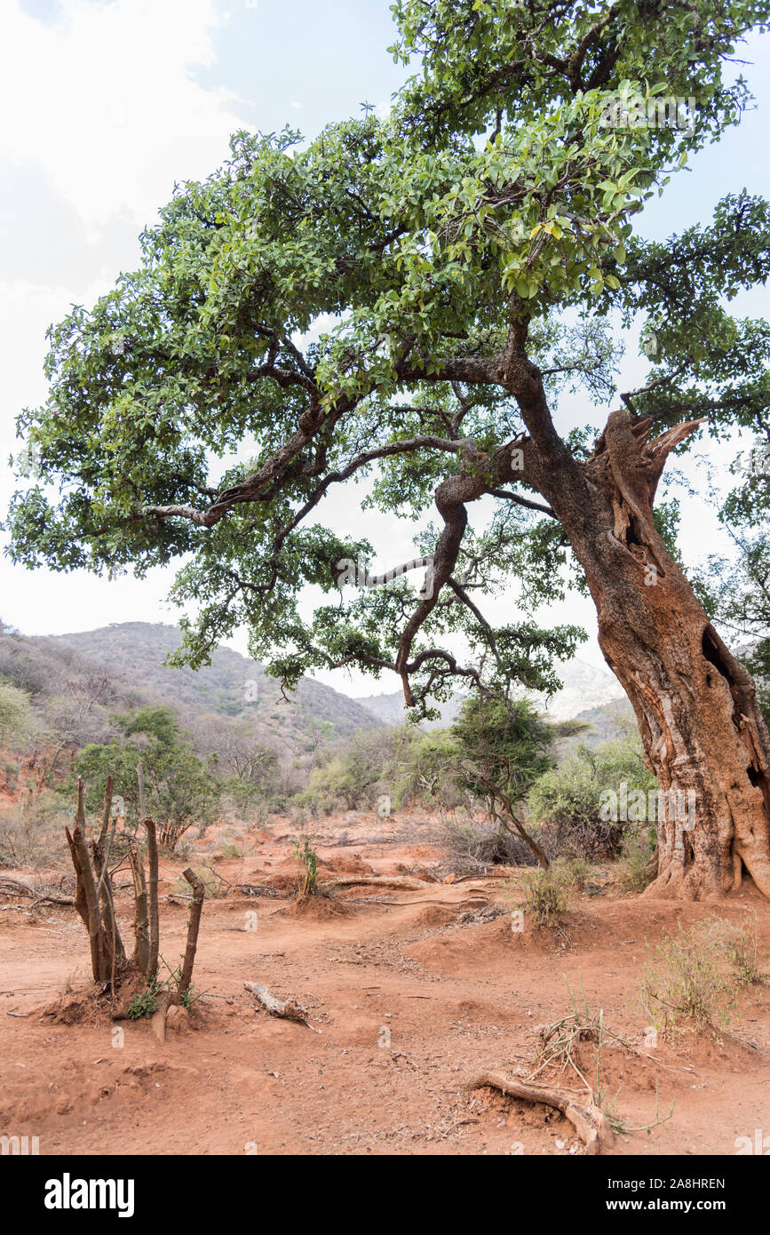 Tree in Sererit, Africa Stock Photo - Alamy