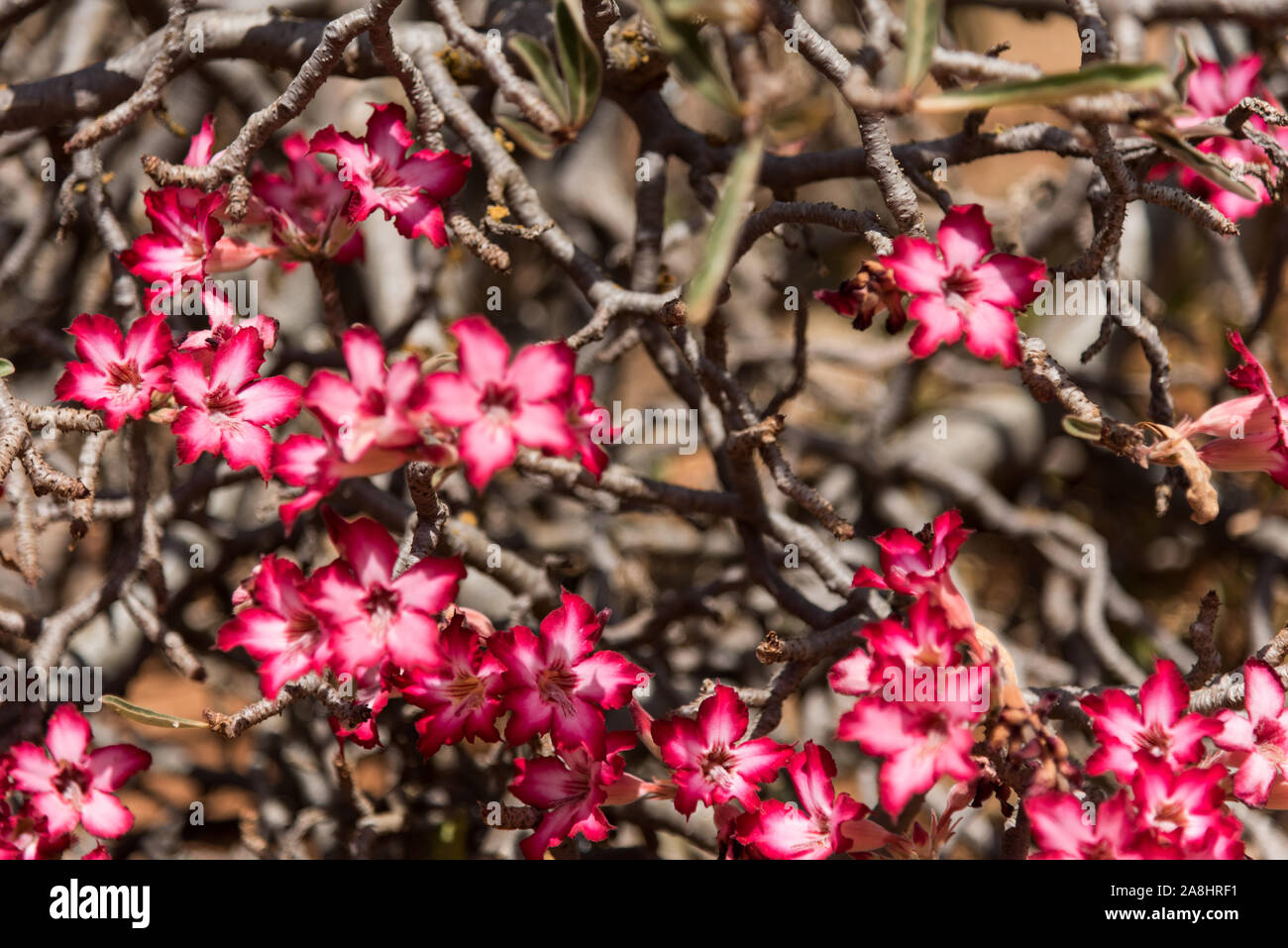Desert Rose tree along the road to Barsaloi, Kenya Stock Photo - Alamy