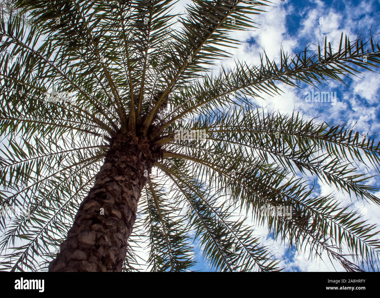Under the palm tree / sunlight and blue sky Stock Photo - Alamy