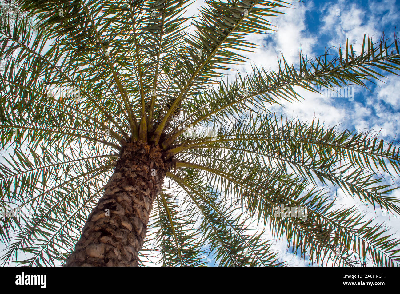 Under the palm tree / sunlight and blue sky Stock Photo - Alamy