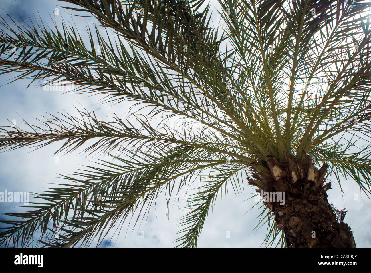 Under the palm tree / sunlight and blue sky Stock Photo - Alamy