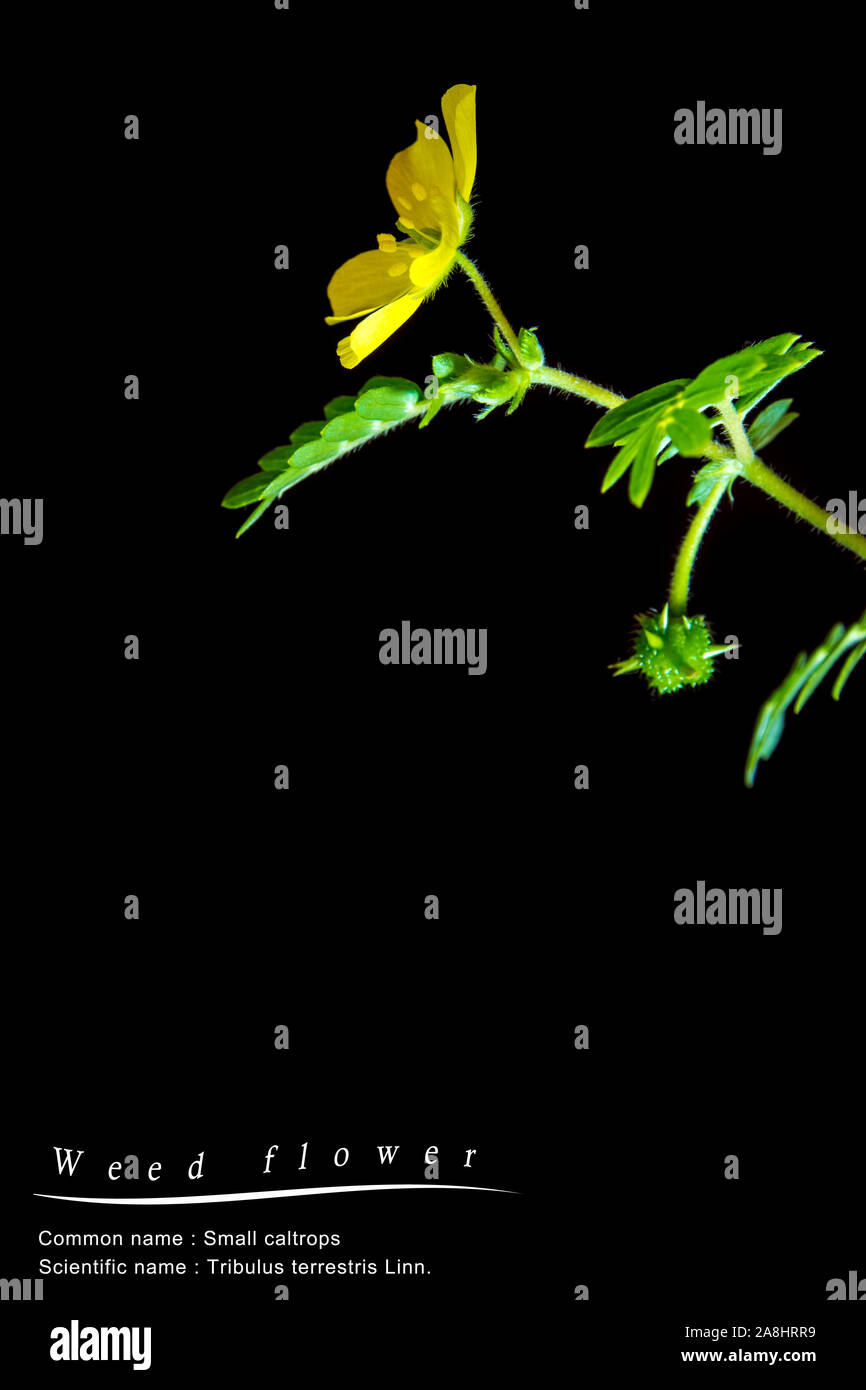 Yellow flower of small caltrops weed, isolated flower on black ...