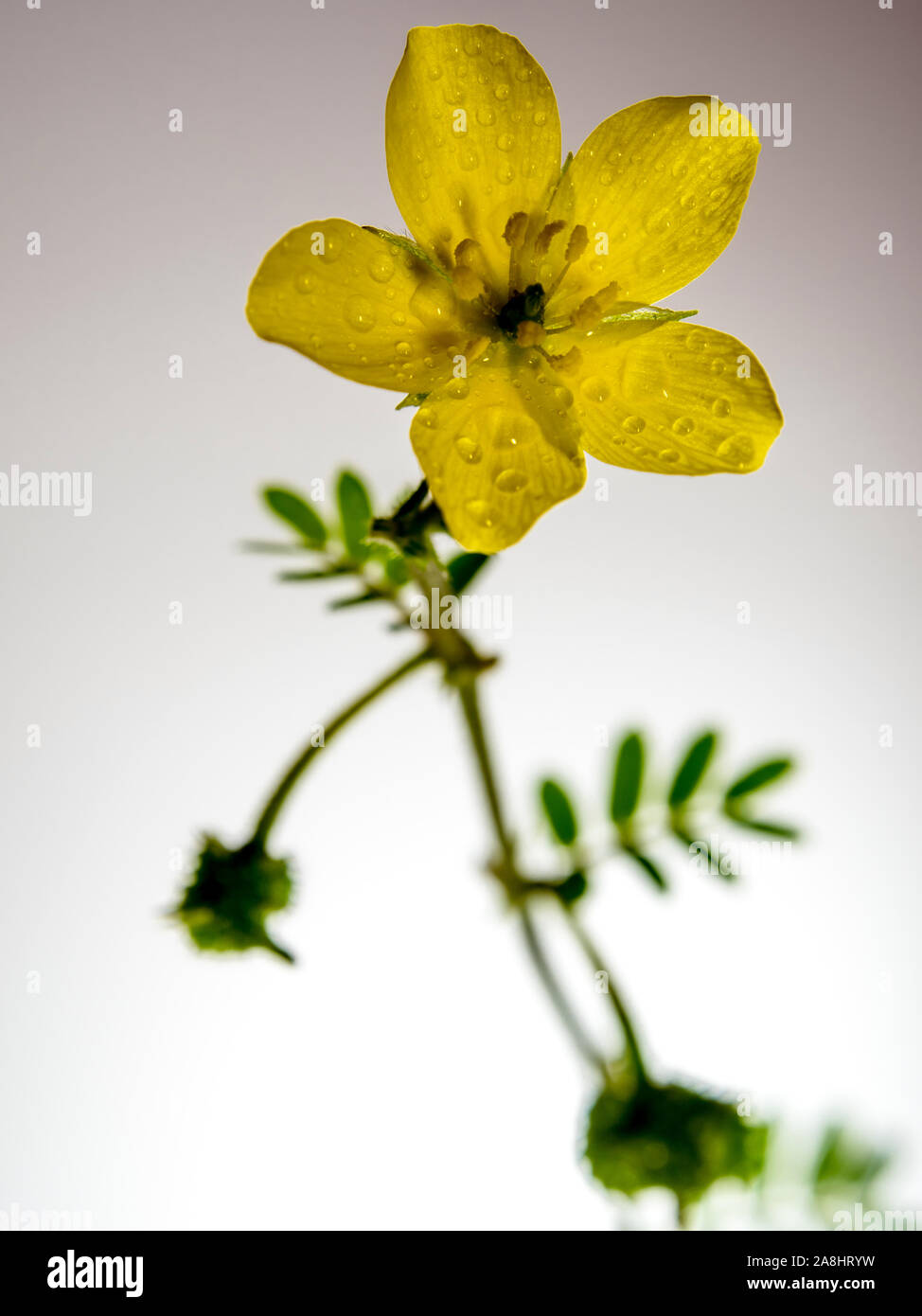 Yellow flower of small caltrops weed Stock Photo - Alamy