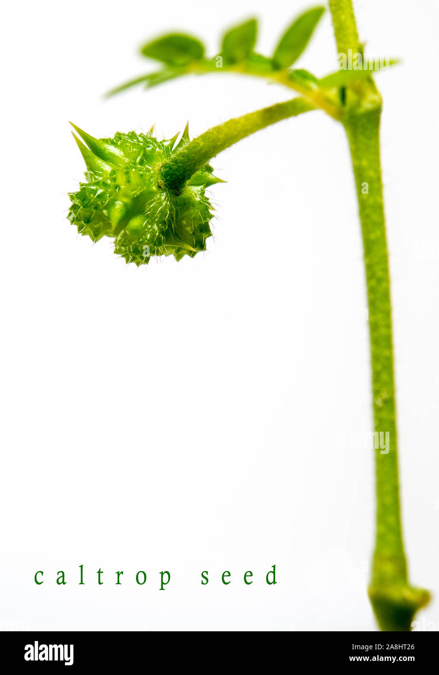 small caltrops weed, isolated plant on white background Stock Photo - Alamy