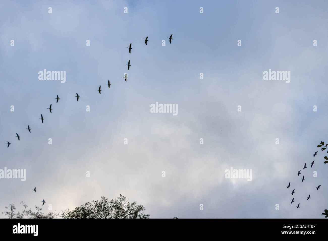 in the sky many wild geese fly in formation Stock Photo - Alamy
