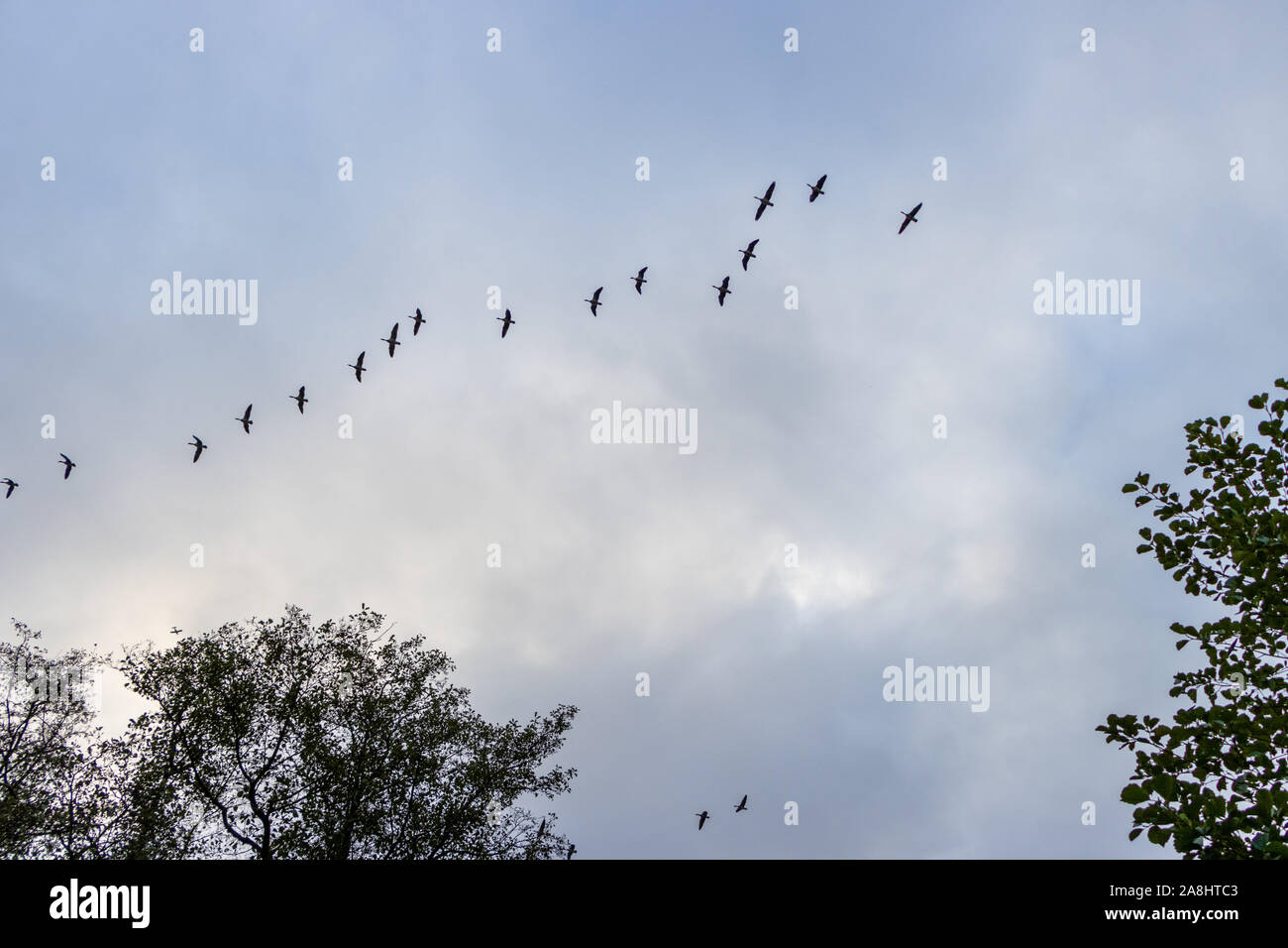 in the sky many wild geese fly in formation Stock Photo - Alamy