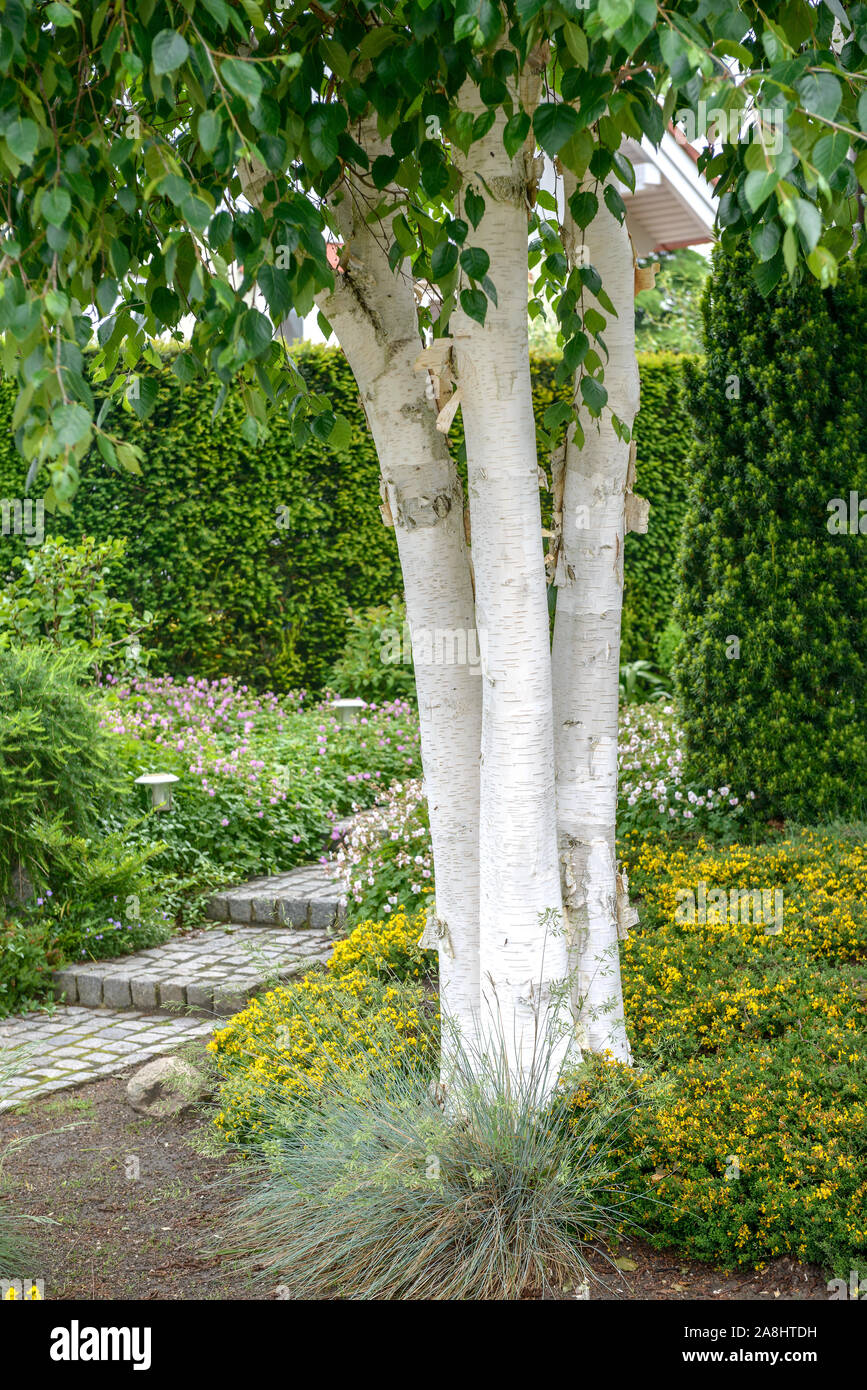 Himalaya birke hi-res stock photography and images - Alamy