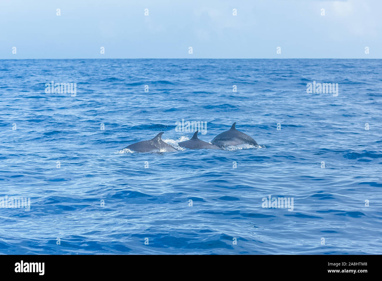 Dolphin Fins Traceable