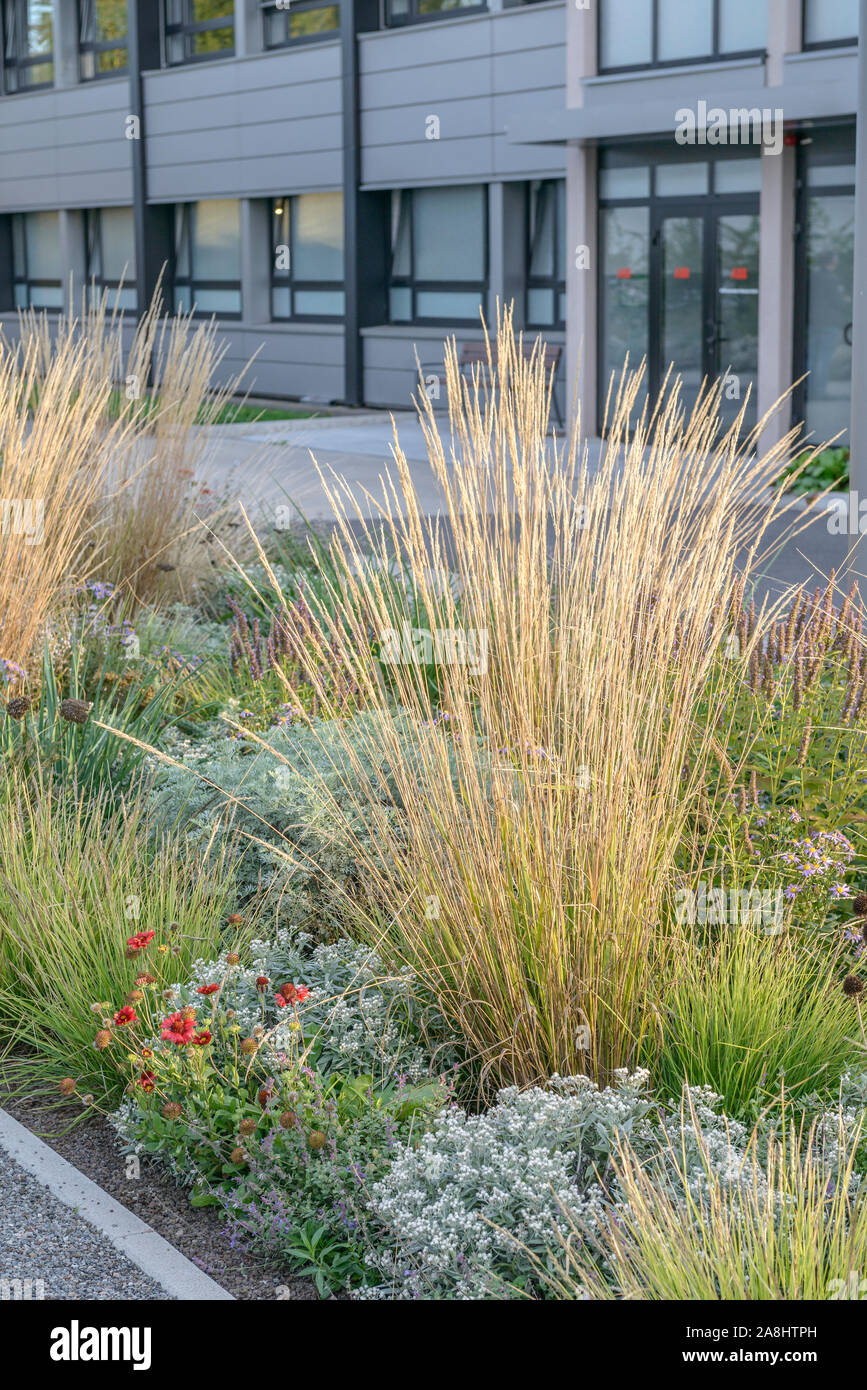 Garten-Reitgras (Calamagrostis × acutiflora 'Waldenbuch' Stock Photo ...