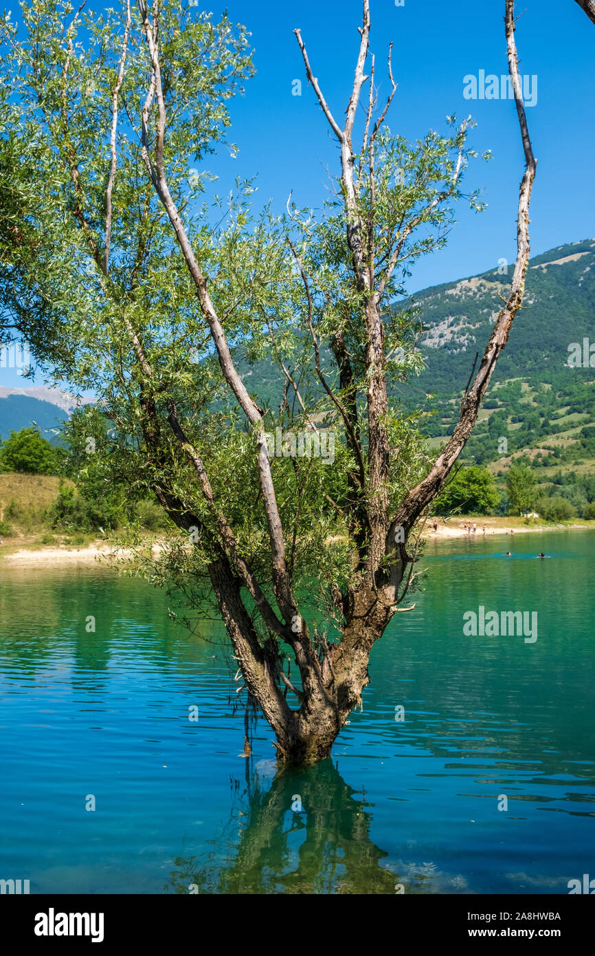 Barrea lake, trees in the water, National Park of Abruzzo, Italy Stock ...