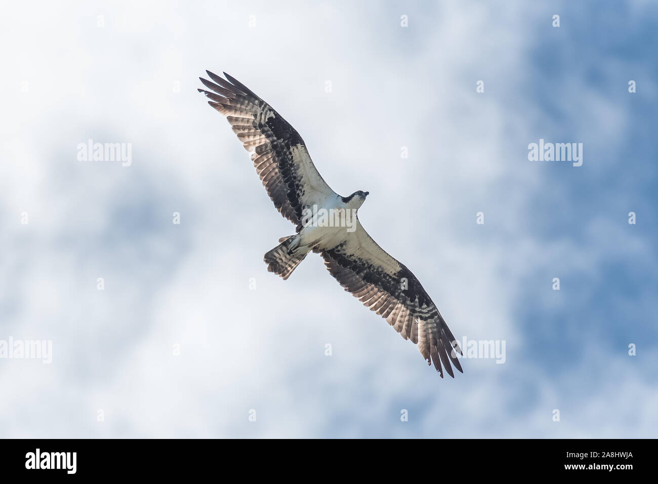 Beautiful view osprey eagle hi-res stock photography and images - Alamy