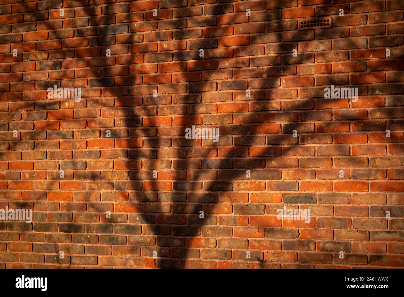 Tree branch shadows hi-res stock photography and images - Alamy