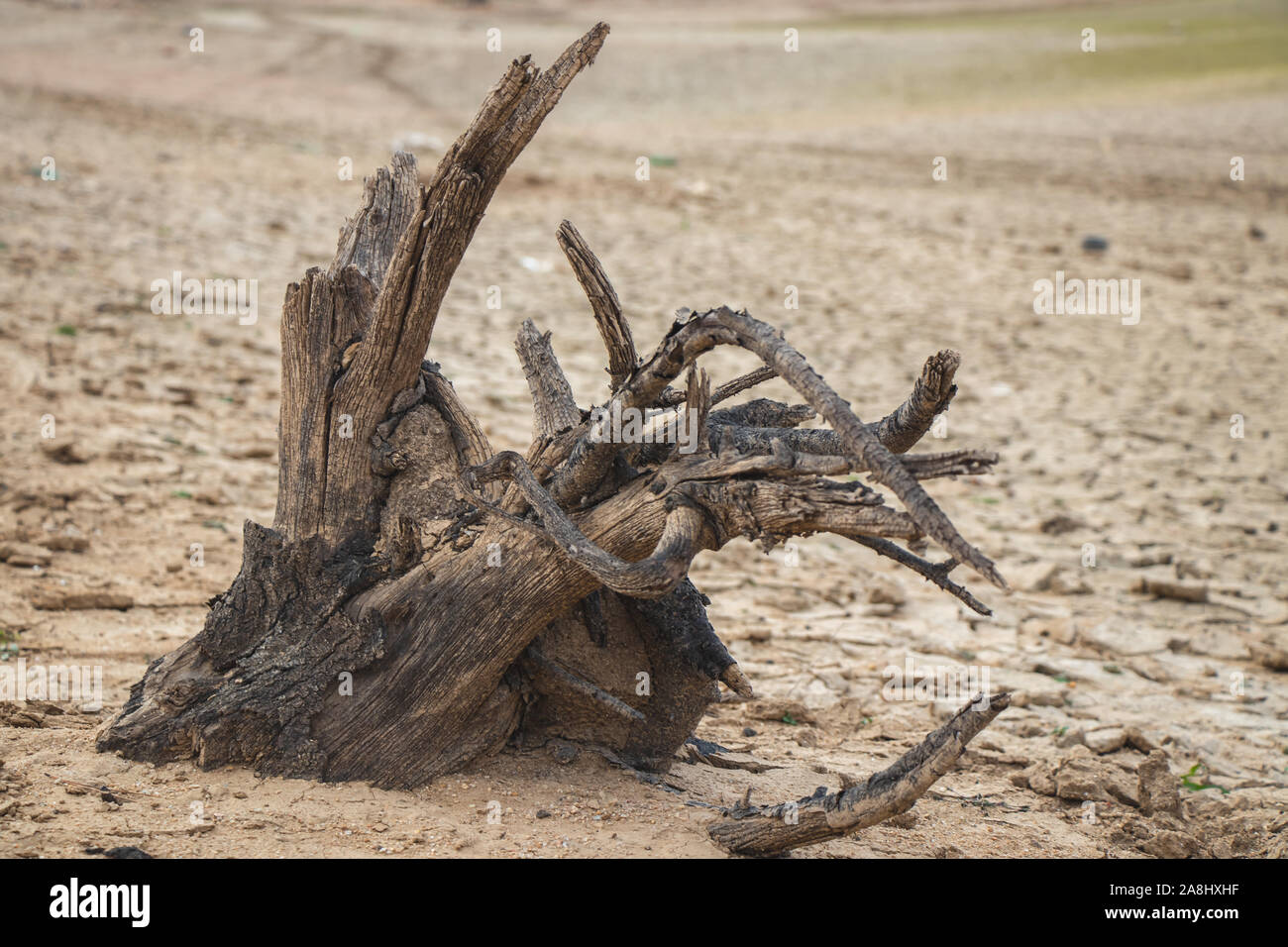 Dried out ground with big cracks in it. Desert. Drought Stock Photo - Alamy