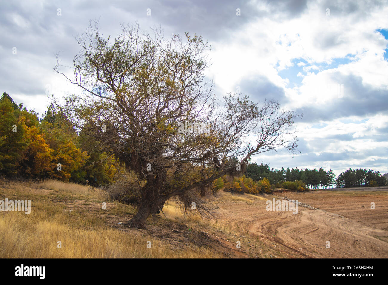 Dried out ground with big cracks in it. Desert. Drought Stock Photo - Alamy