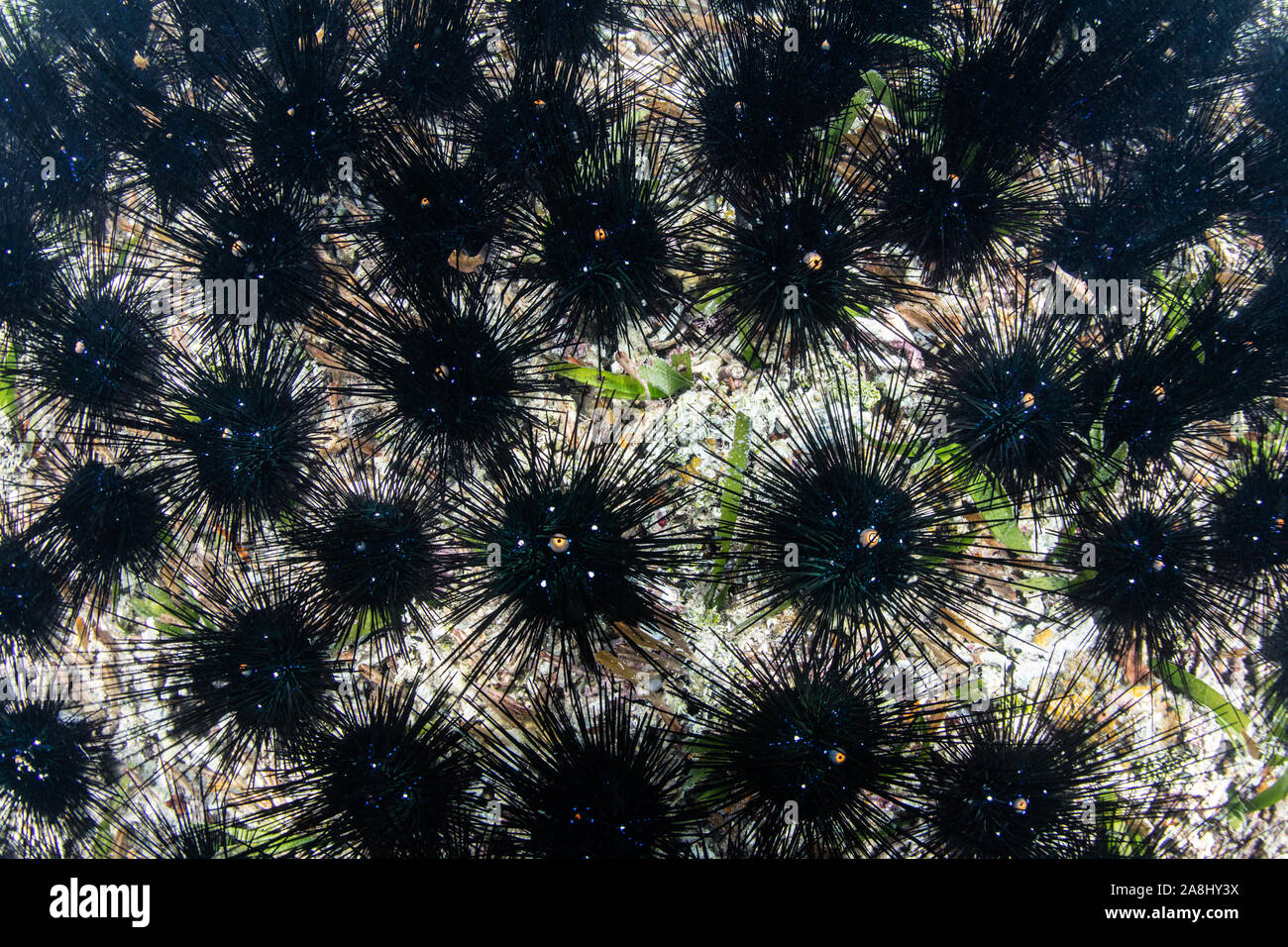 Black spiny urchins, Diadema sp., feed on algae in a seagrass meadow in ...