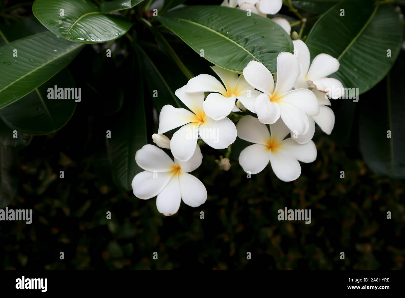 pagoda flower, frangipani, frangipani flower or pagoda tree Stock Photo ...