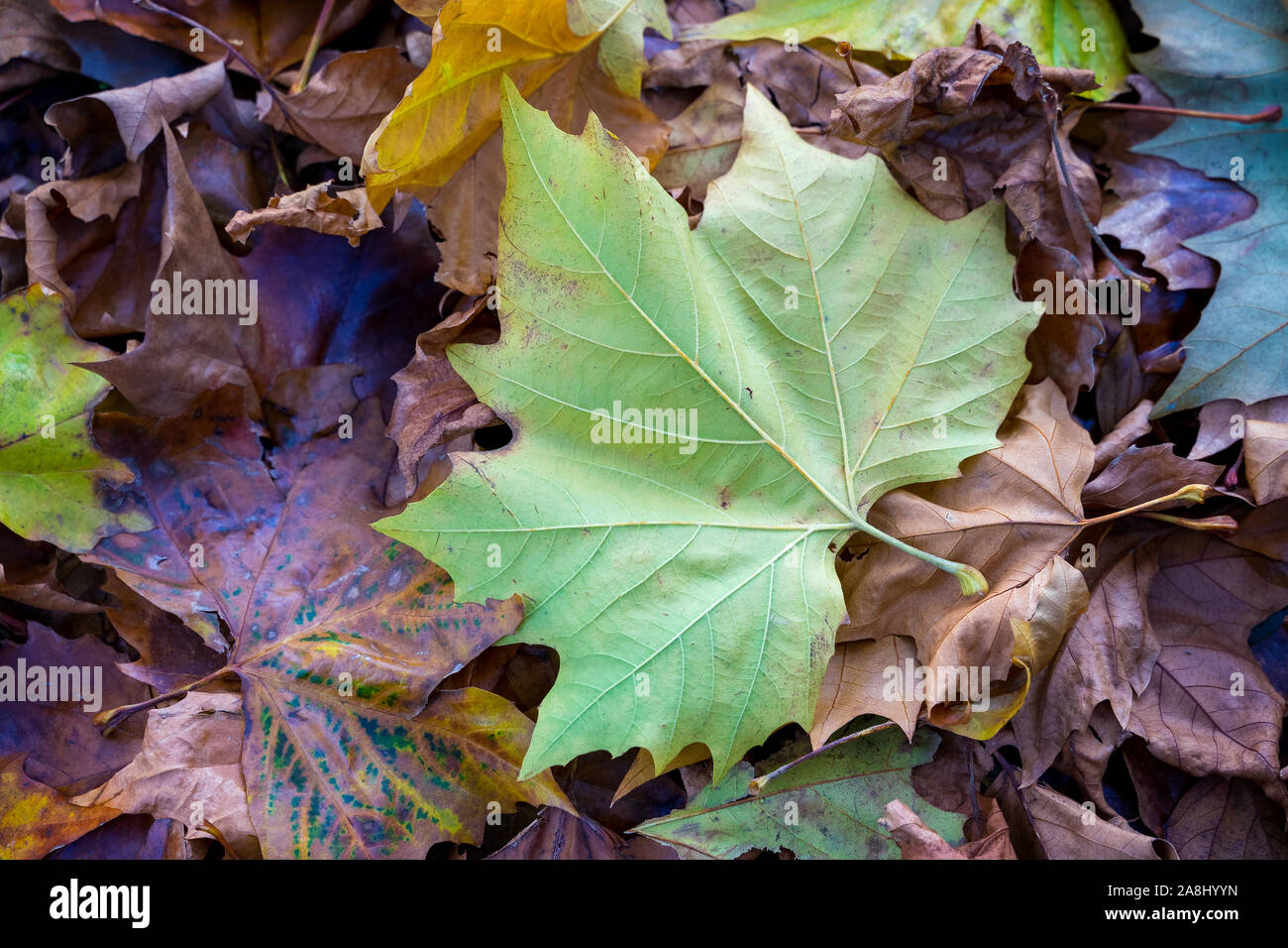 Fallen london hi-res stock photography and images - Alamy