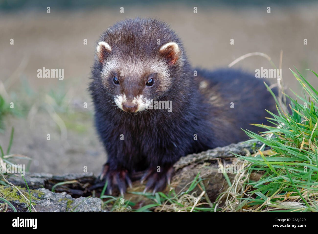 European Polecat (Mustela putorius) Enjoying the Sunshine Stock Photo ...