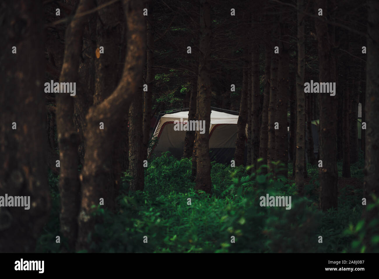 Camping tenting hi-res stock photography and images - Alamy