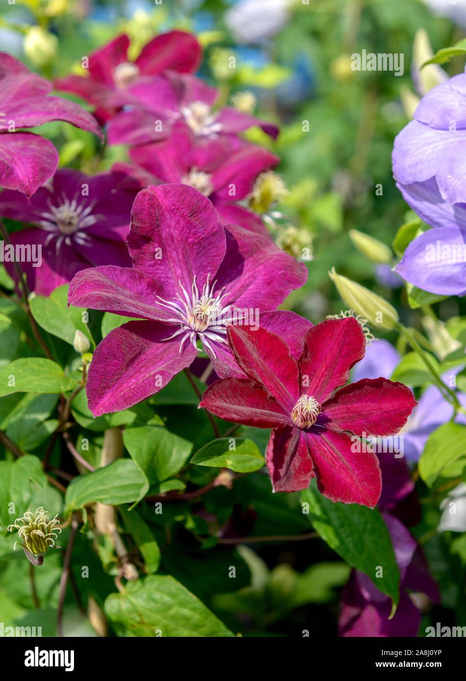 Cardinal rouge hi-res stock photography and images - Alamy