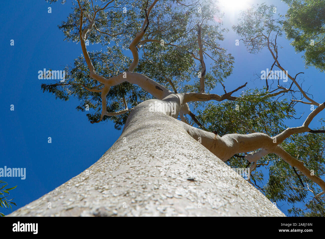 in the australian outback there is a big white gum tree with branches ...