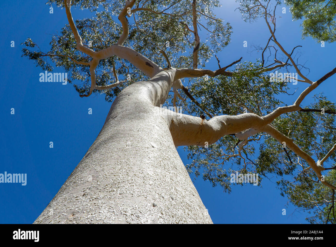 in the australian outback there is a big white gum tree with branches ...