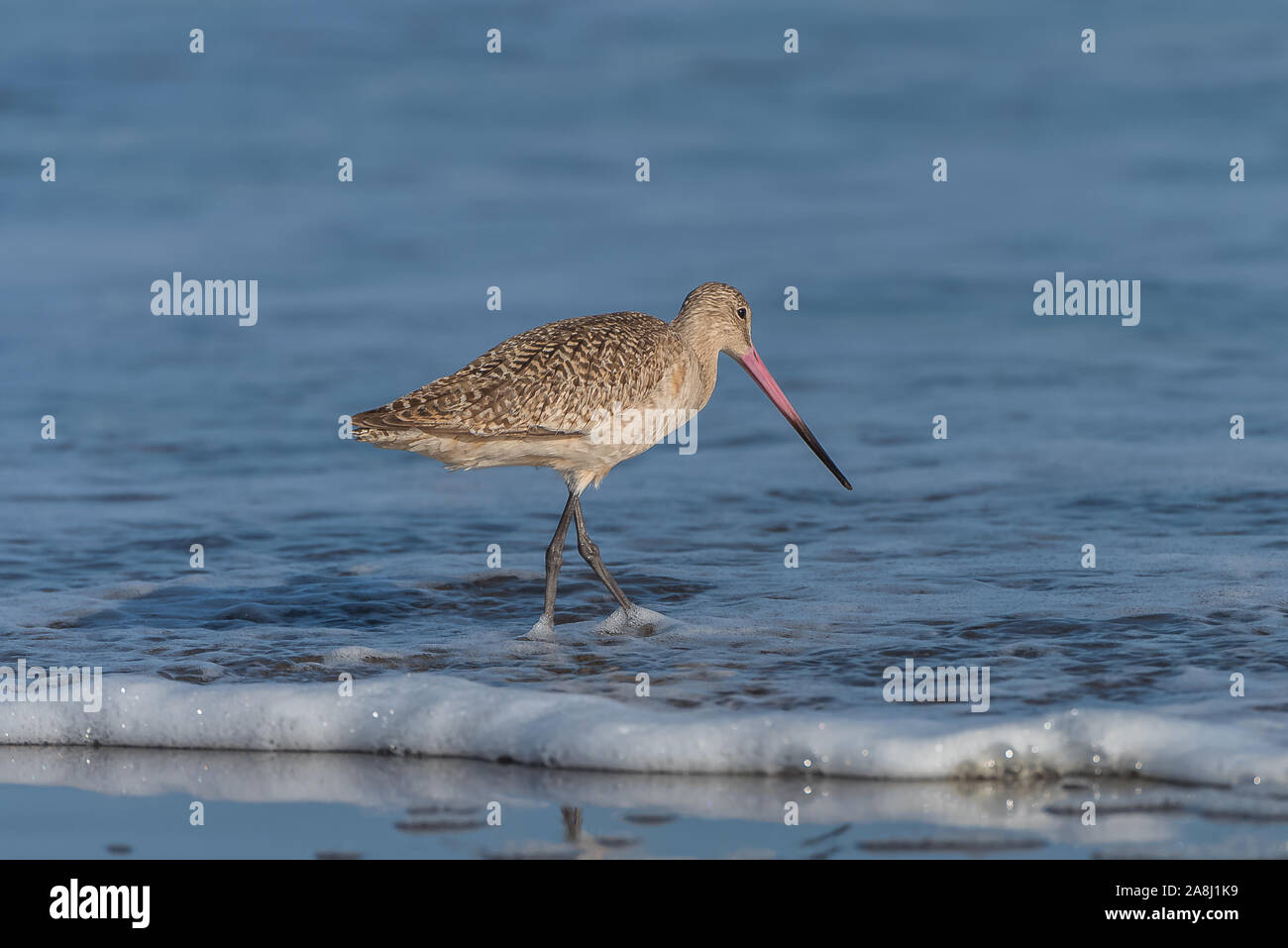 Limosa Fedoa High Resolution Stock Photography and Images - Alamy