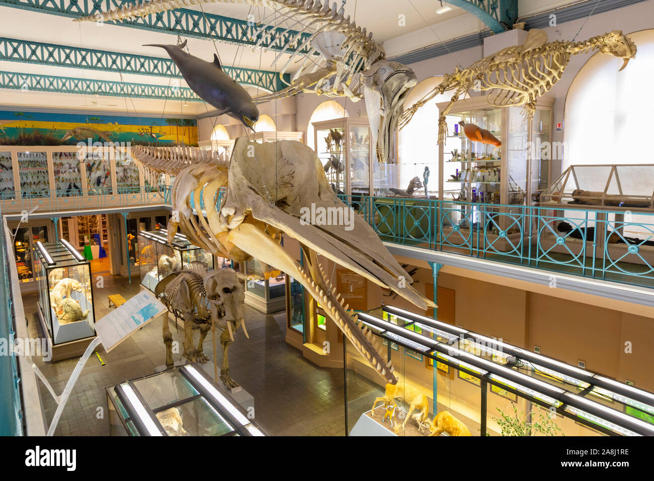 The natural history museum of lille hi-res stock photography and images ...